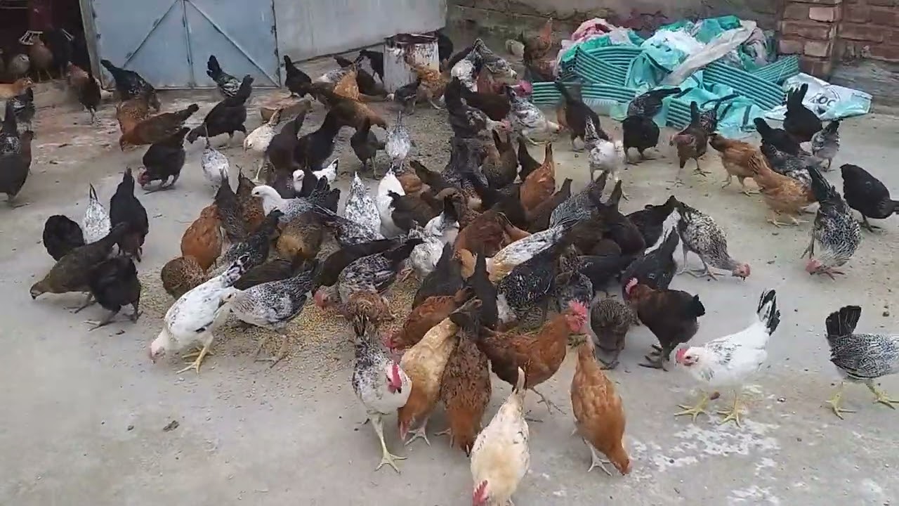 sonali murgi barir chade - YouTube