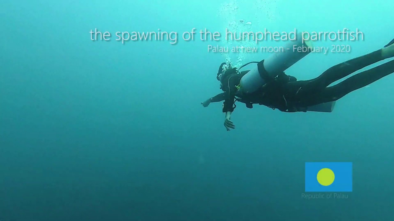 the spawning of the humphead parrotfish - Palau 2020 - YouTube