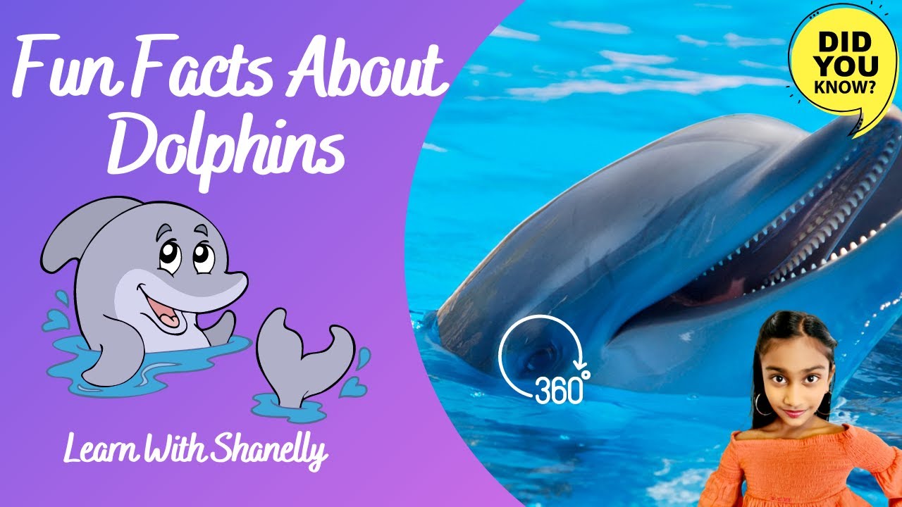 Fun Facts About Dolphins - Learn With Shanelly - YouTube