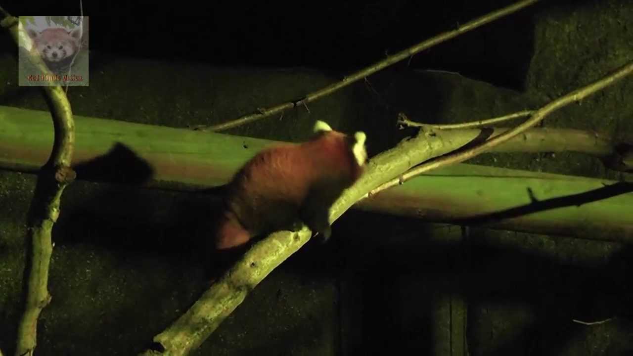 Red Panda cubs at Colchester Zoo on International Red Panda Day 2013 ...