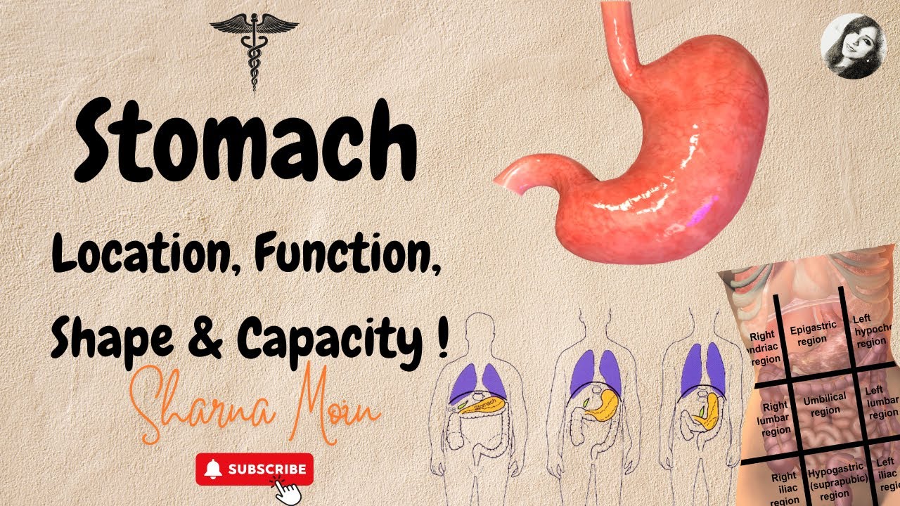 1 Stomach series- location, function, shape, capacity | Stomach anatomy ...