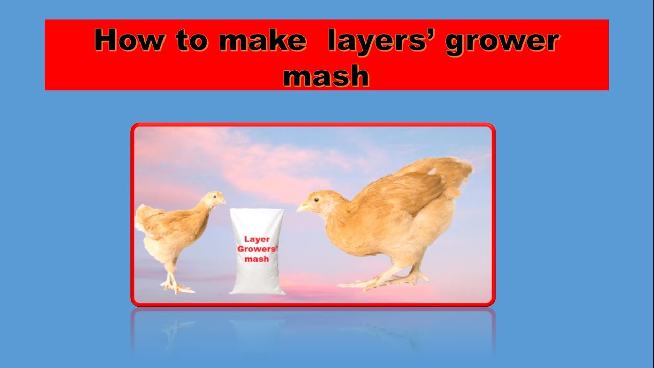 How to make a high layer growers' mash in 3 minutes - YouTube