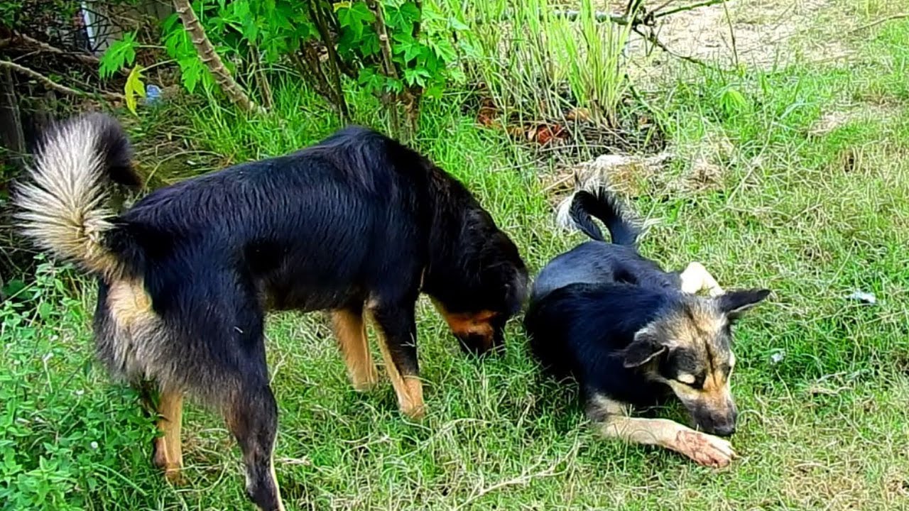 Happy life love smart dog ker ker try to comfort and give sweet to cute ...