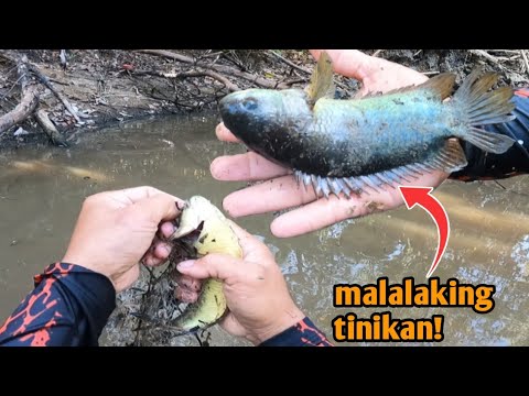 Nanglambat Ako sa Masukal na Lokob Malalaking Tinikan Ang Sumabit - YouTube