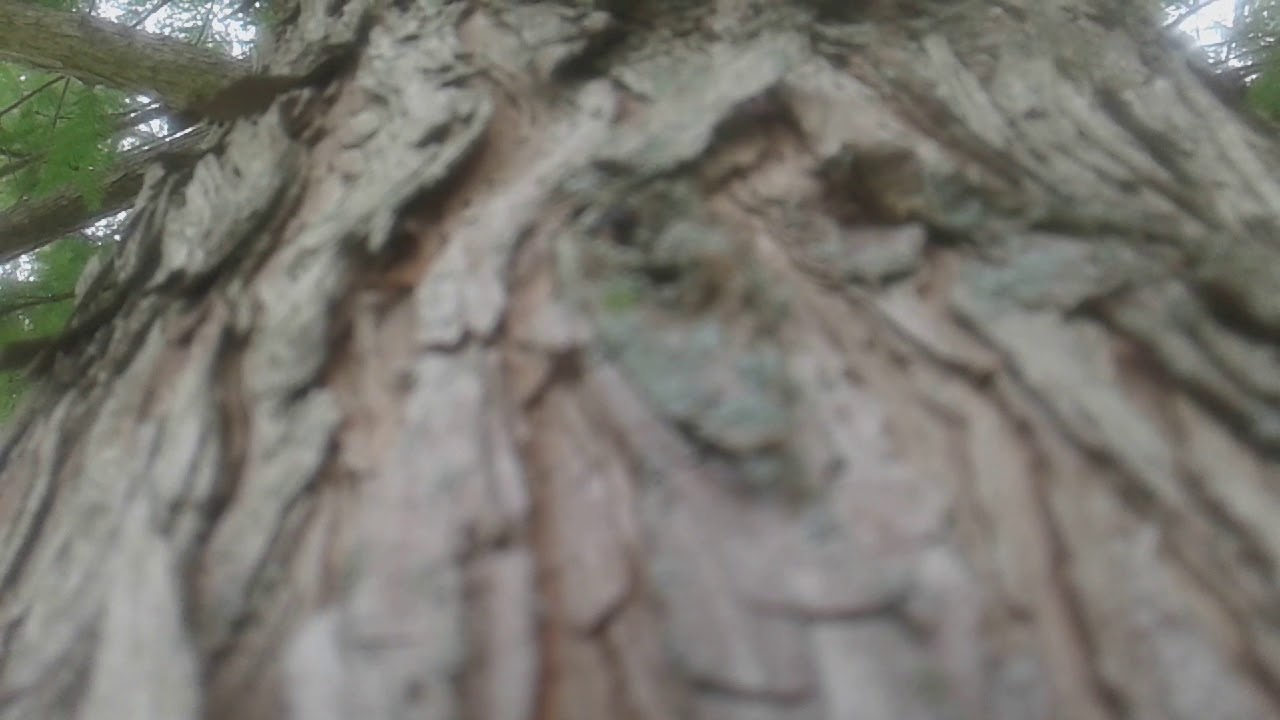 Mysterious black lady bug - YouTube