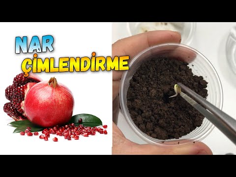 Nar Nasıl Çimlendirilir?