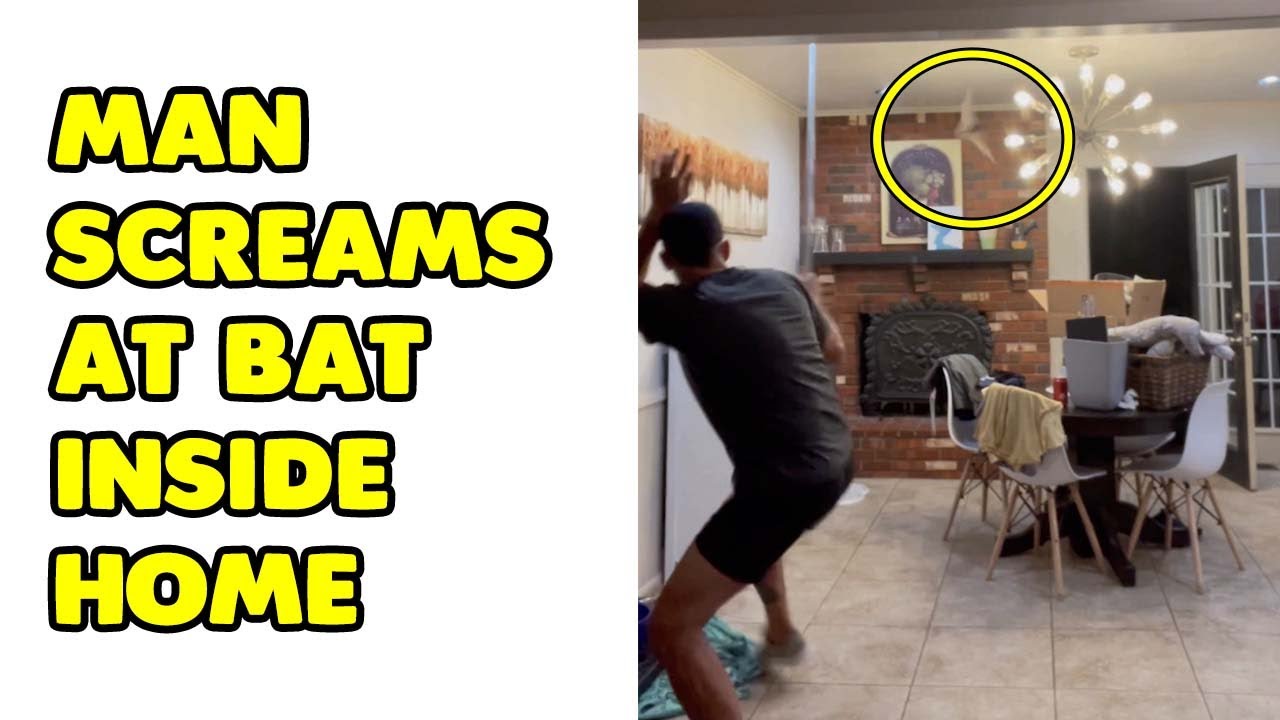 Couple Scream As Bat Flies Around Their Home - YouTube