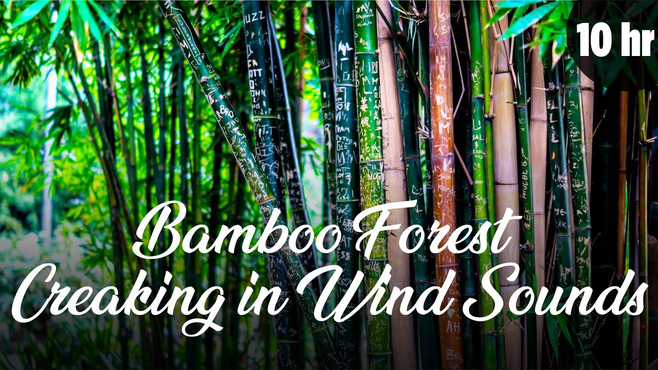White Noise Bamboo Forest Creaking in Wind Sounds for Studying ...