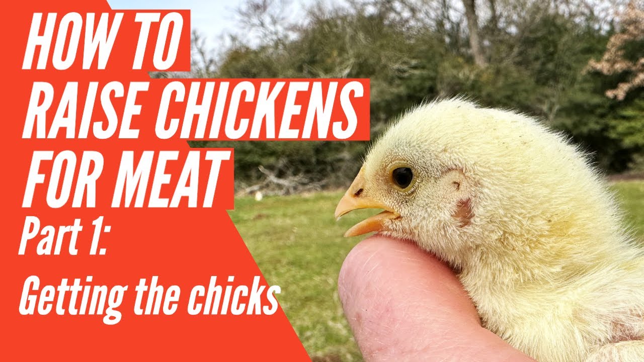 How to Raise Chickens for Meat - Part 1: Getting the Chicks - YouTube