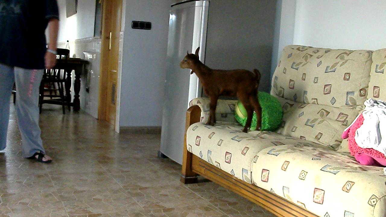 bambi the goat - YouTube