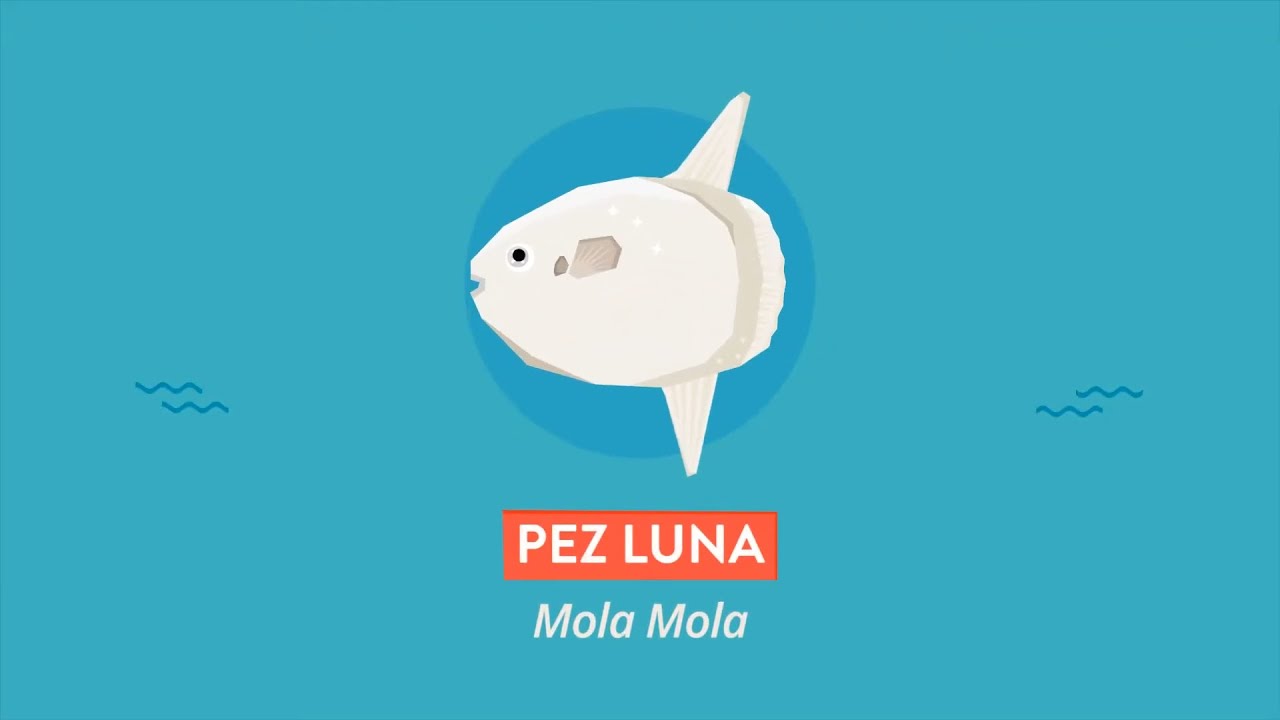 Pez Luna | Videos educativos para niños - YouTube