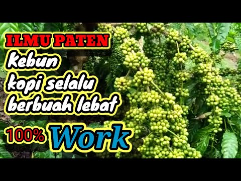 Rahasia agar kopi selalu berbuah lebat, cara pemangkasan kopi robusta