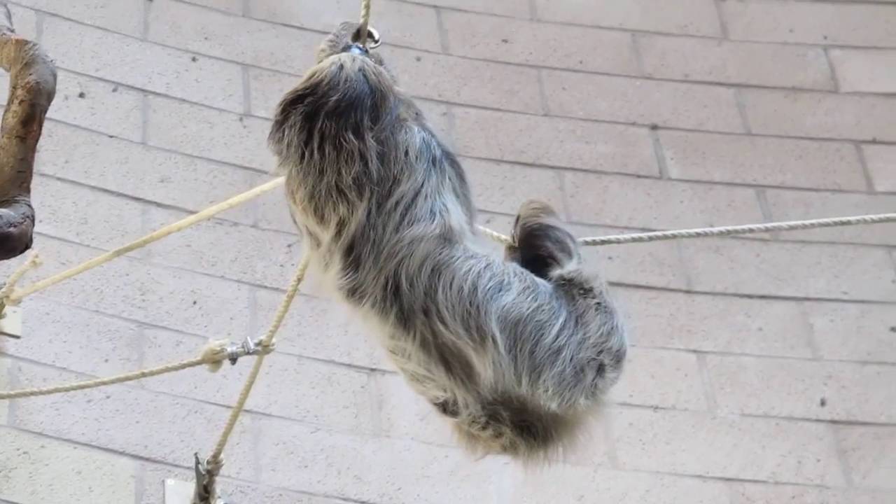 Sloth Having a Stroll - Chester Zoo, UK - YouTube