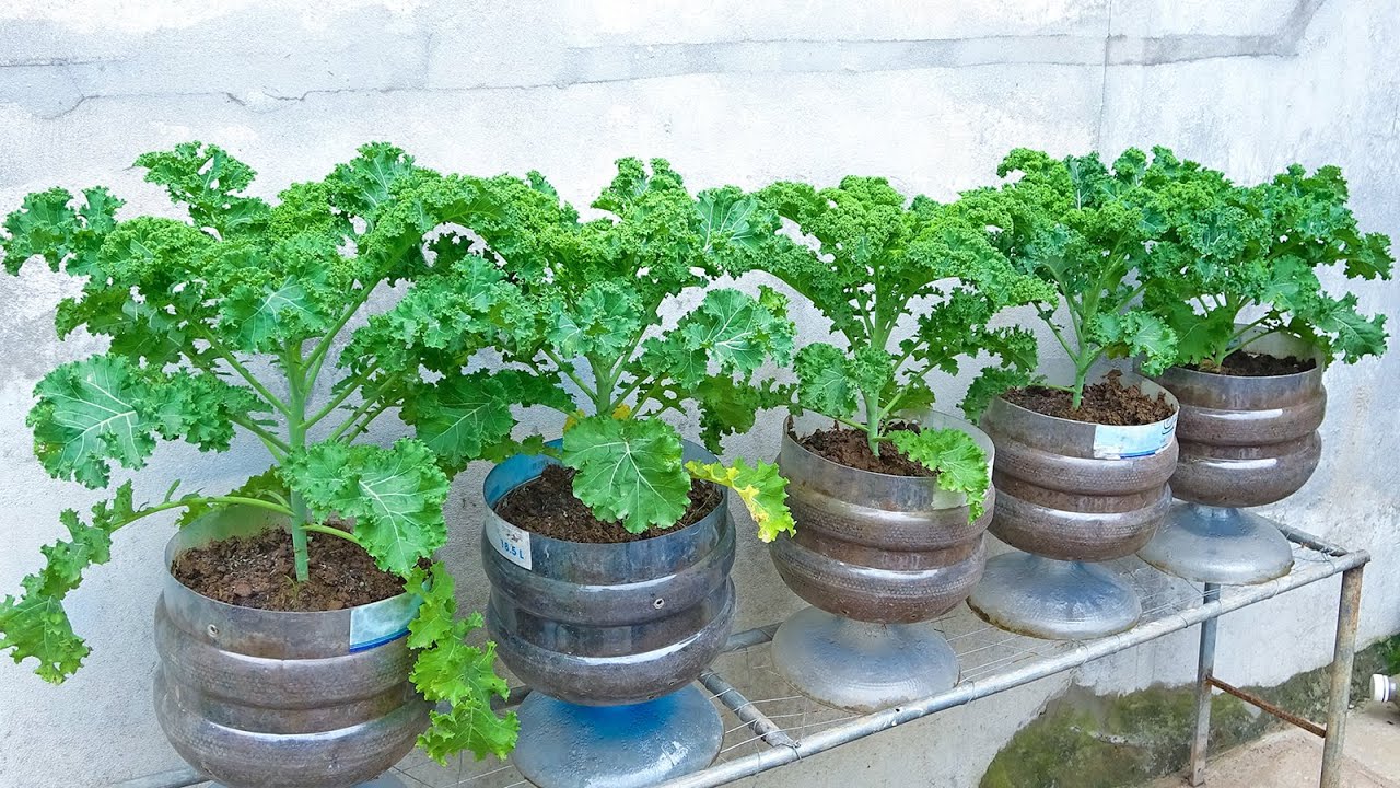 Easy and high yield, growing kale in plastic containers for beginners ...