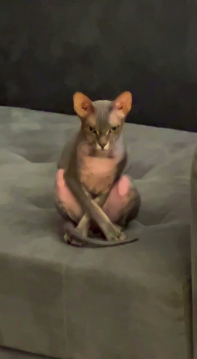 кот медитирует СМЕШНЫЕ КОТЫ / cat meditating FUNNY CATS #shorts #tiktok ...