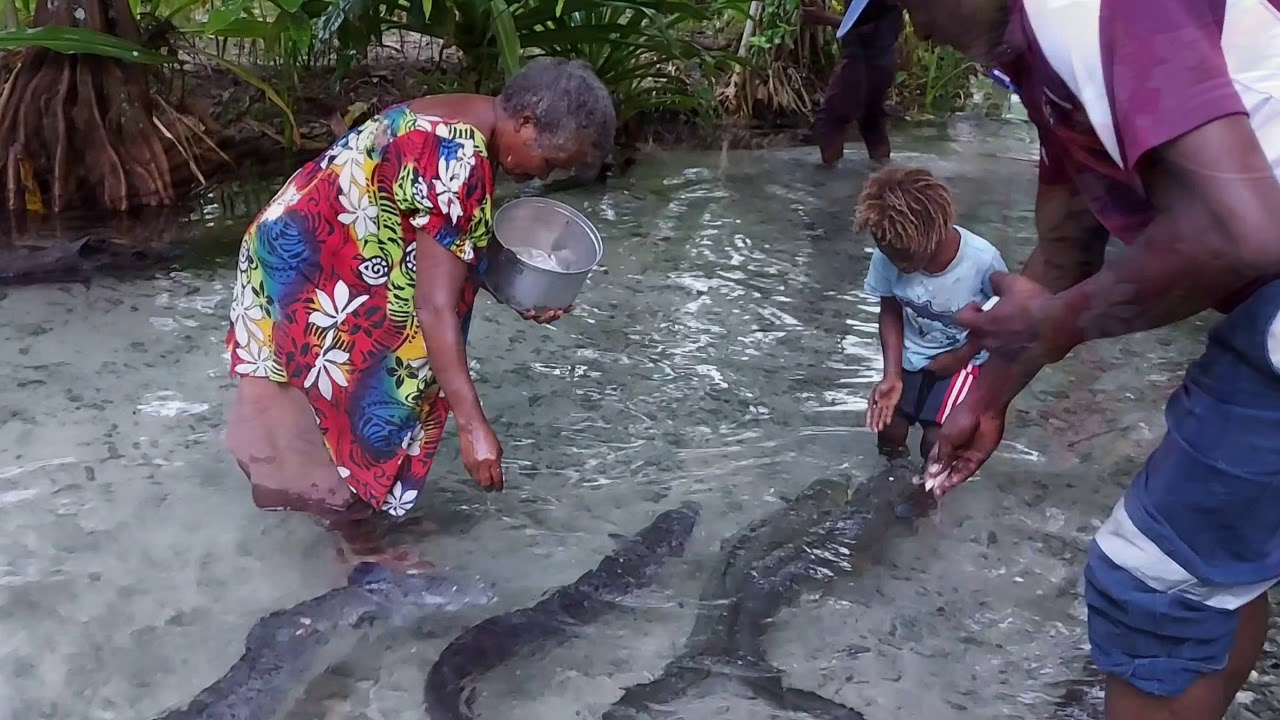 Feeding eels at Laraibina - YouTube