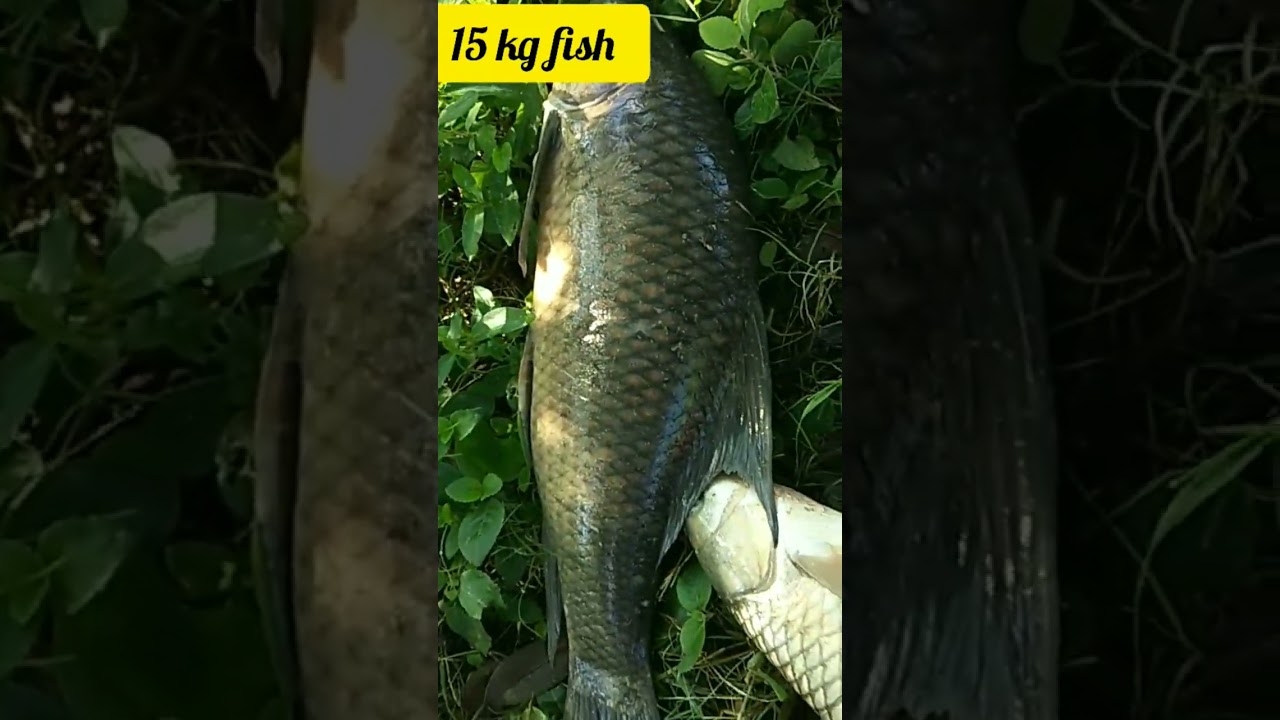15 Kg Fish short fishing YouTube