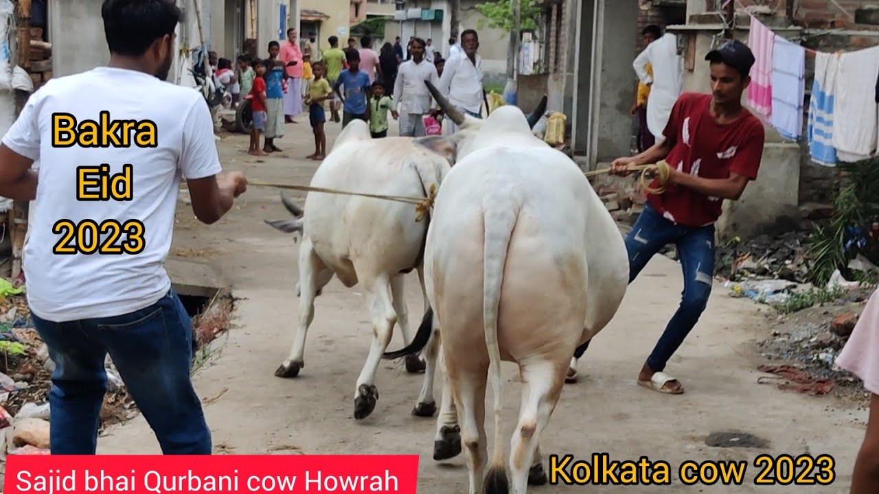 Bakra Eid special cow Kolkata🔥🔥🔥🔥 (Sajid bhai 2023 Qurbani cow) 🔥bankra ...