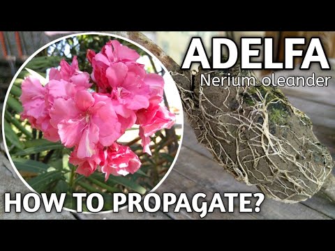 ADELFA PROPAGATION + COMPLETE CARE GUIDE | Nerium oleander Air Layering ...