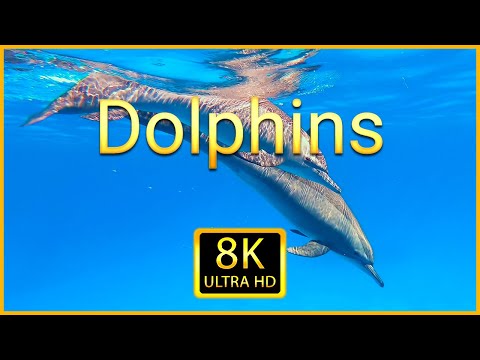 Dolphins 8K ULTRA HD - Compilation of Beautiful Dolphin Footage