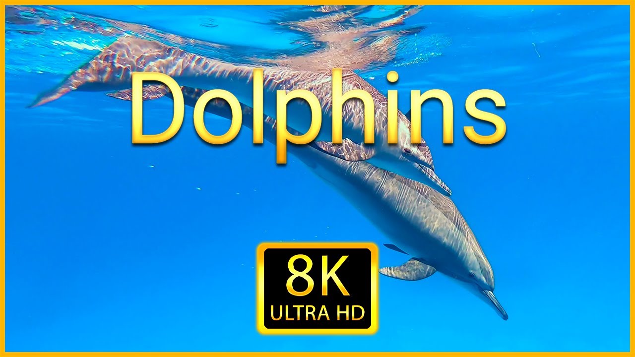 Dolphins 8K ULTRA HD - Compilation of Beautiful Dolphin Footage - YouTube