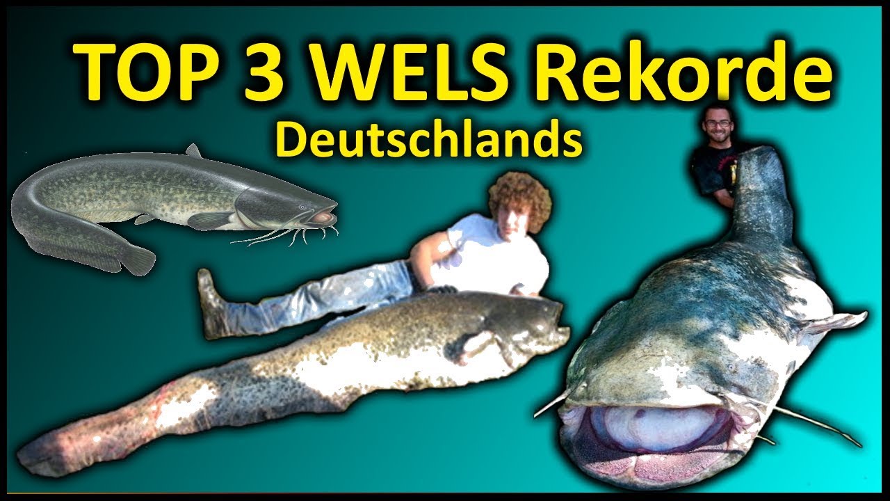 Top 3 Rekord WELS Deutschlands | 2,58 Meter WELS! - YouTube