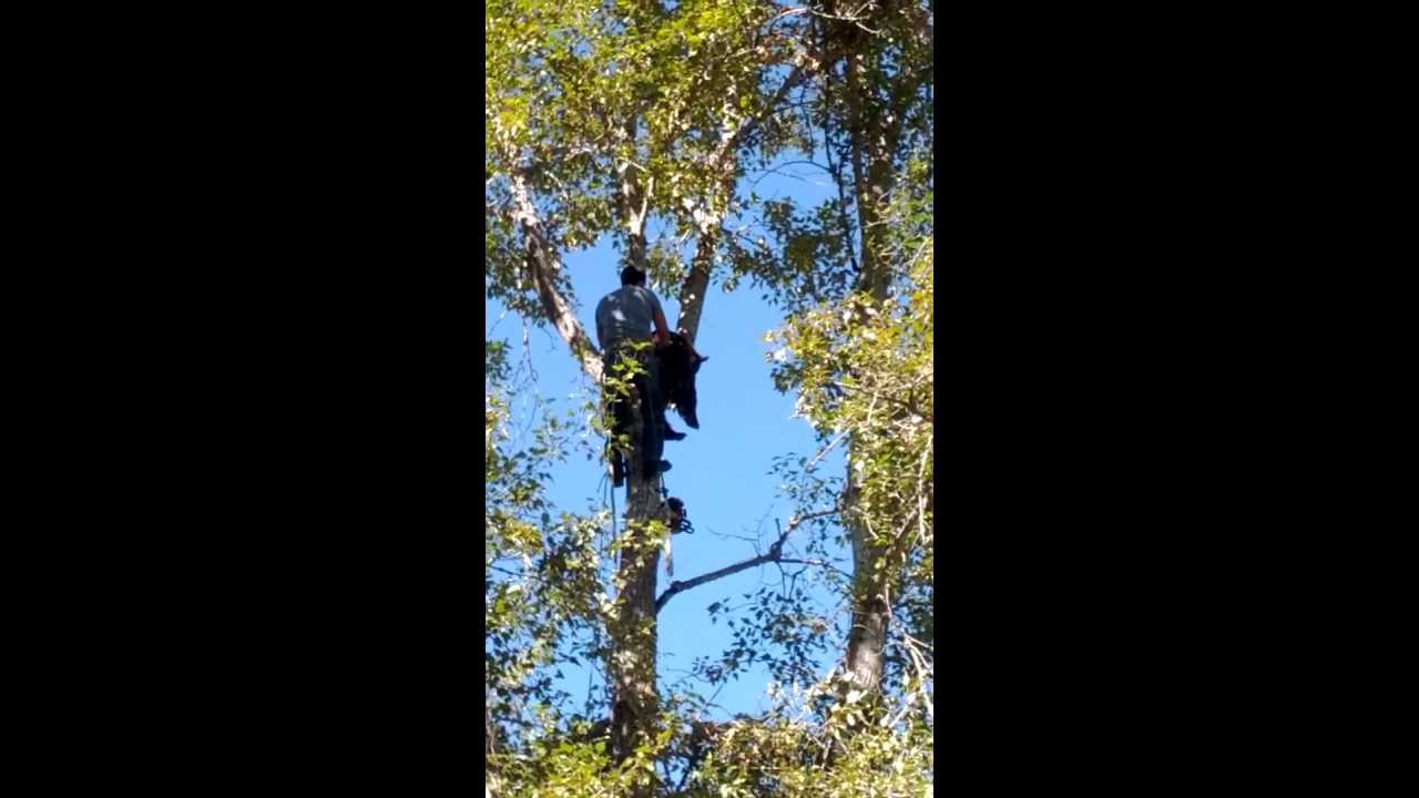 Bear falling from tree. - YouTube
