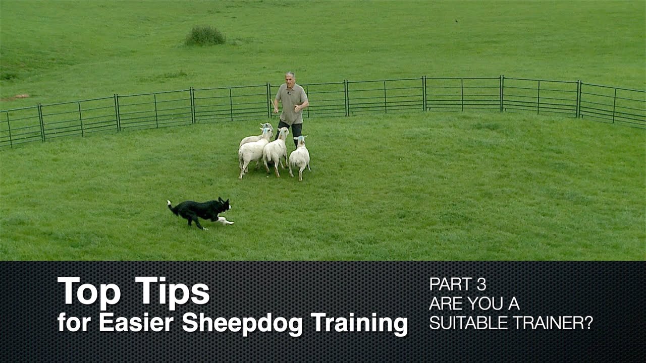 Top Tips for Sheepdog Training (Part 3) Are You a Suitable Trainer ...