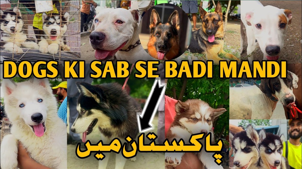 biggest pets market in Lahore sunday dogs market in Lahore new price ...