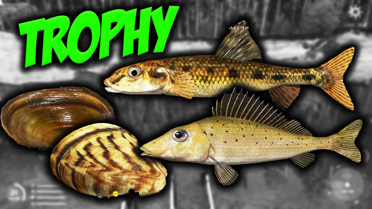 Russian Fishing 4 - Donets Ruffe, Gudgeon, Ruffe, River Mussel, Zebra ...