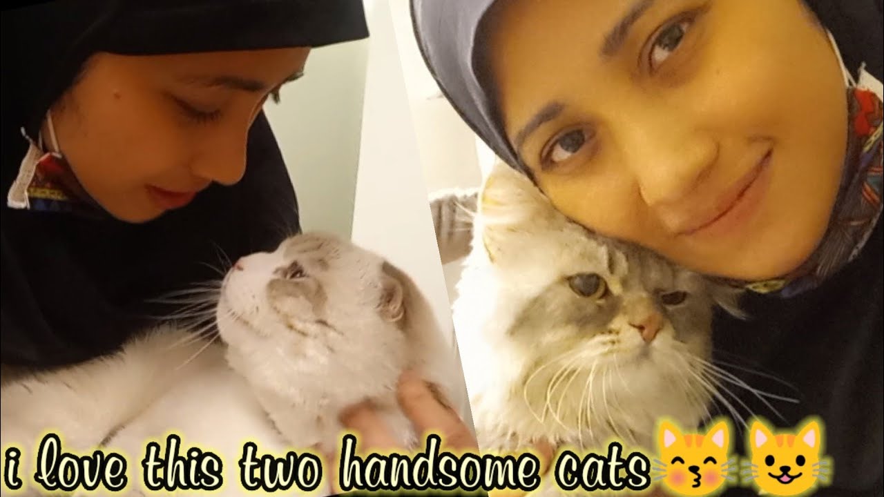 bonding with the two handsome cats😊 - YouTube
