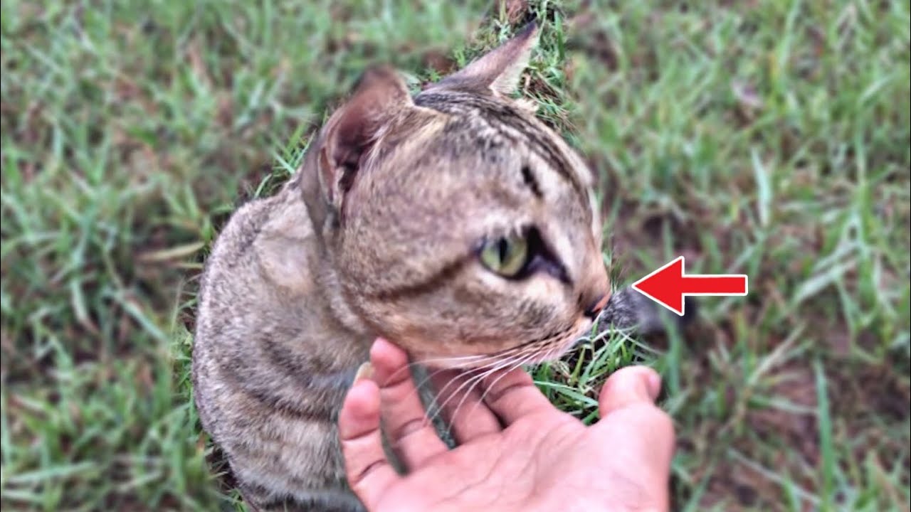 Amazing!! Cat very cute animal So cute and lovely Adorable | Cat pich ...