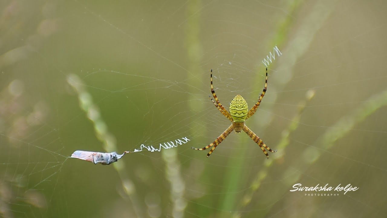Spider eating the prey, #macro video - YouTube