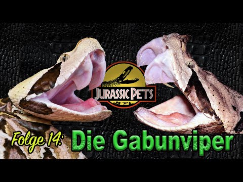 Die Gabunviper - Art & Haltung der Bitis gabonica & rhinoceros ...