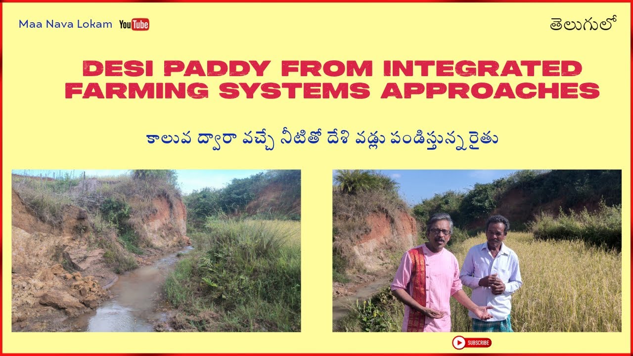 Desi Paddy from Integrated farming Systems Approaches - YouTube