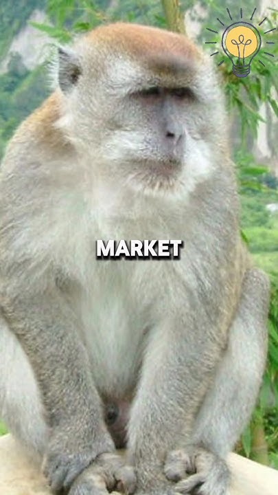 Monkey Ransom Market: A Modern Day Heist #bizarrefacts #facts #monkeys ...