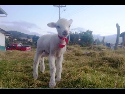 Lamb Cordero Bebe Borrego Oveja Amamanta su Cria, Divertida expriencia ...