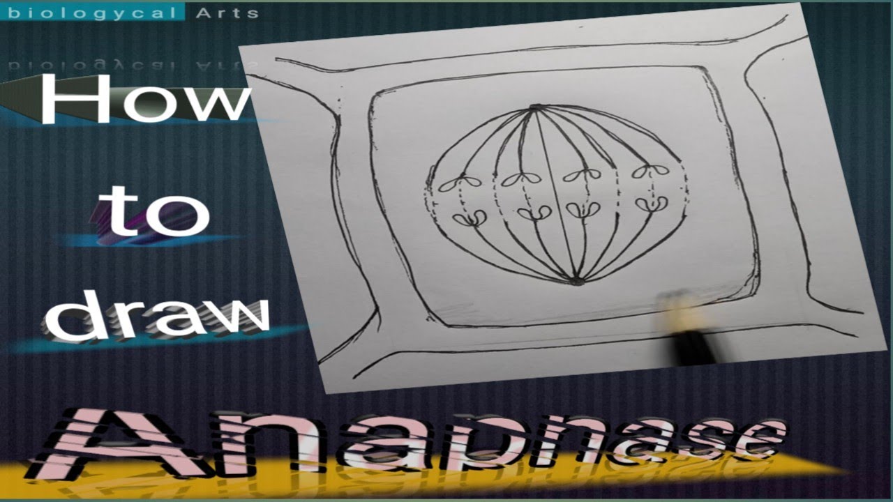 How to draw anaphase (অ্যানাফেজ)। - YouTube