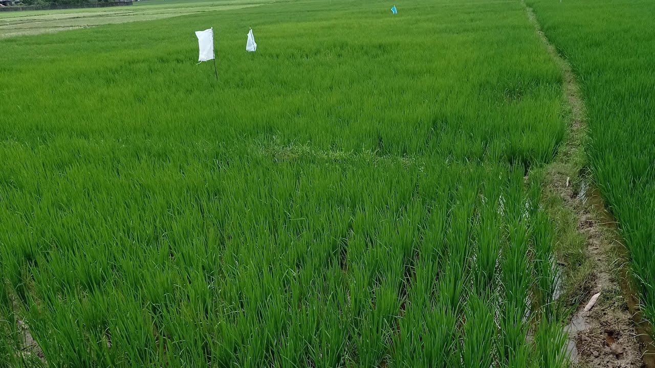 BOSS Maning tv LIVE PROGRAM UPDATE PASOK LANG MGA BOSS idol - YouTube