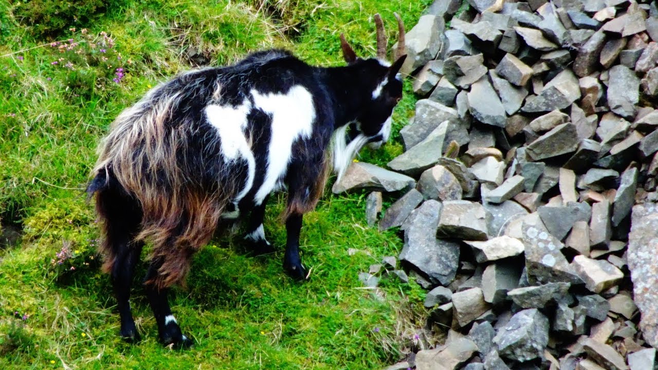 Wild Goats, Grey Mare's Tail Waterfall in the Moffat Hills, Scotland ...