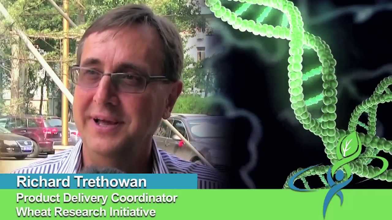 Q&A on wheat research with Richard Trethowan -- Full-length video - YouTube