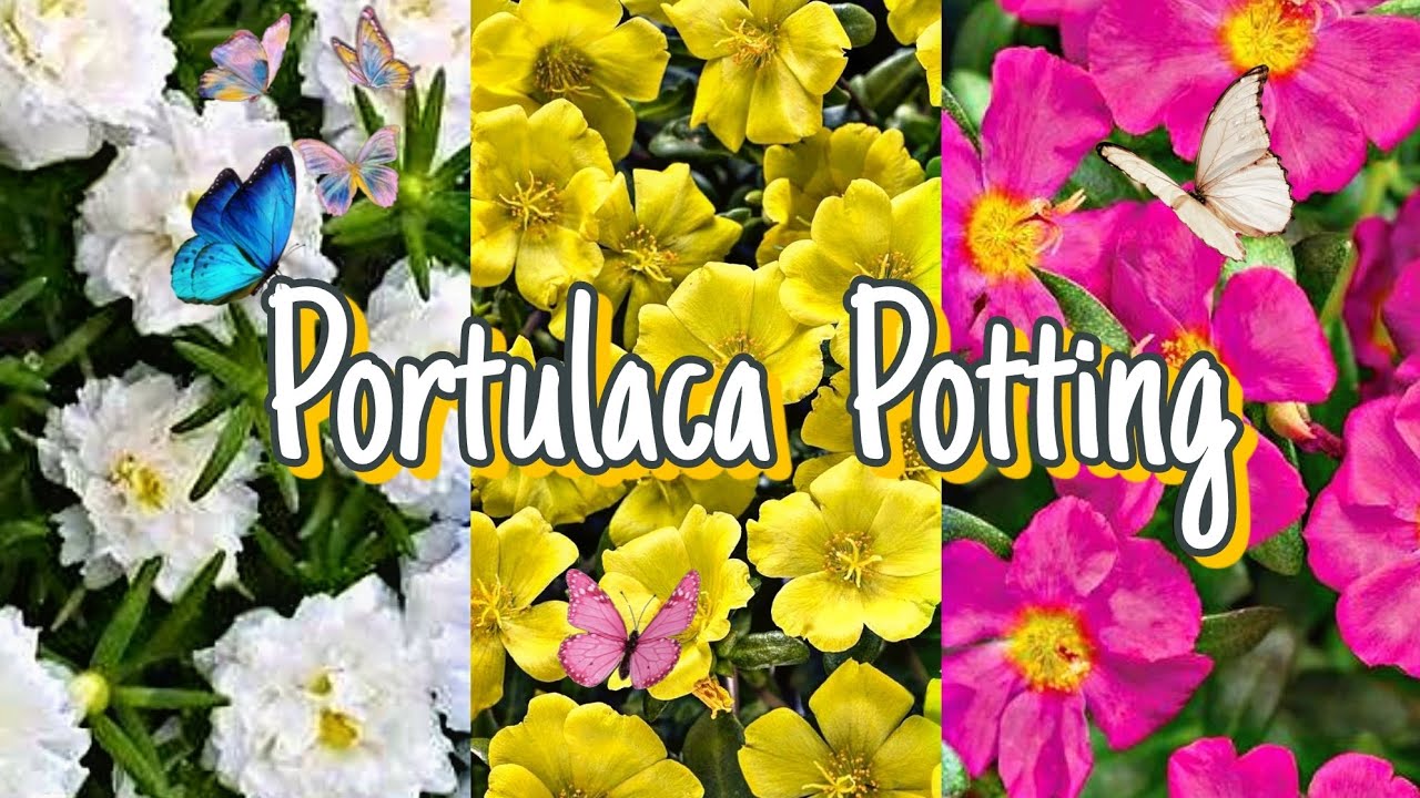 How to pot a Portulaca plant 🌱// All steps..🌿 - YouTube