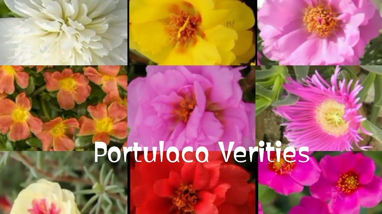 Portulaca Flower Varieties || All Varieties Of Portulaca || Best Portulaca Flower Varieties ...