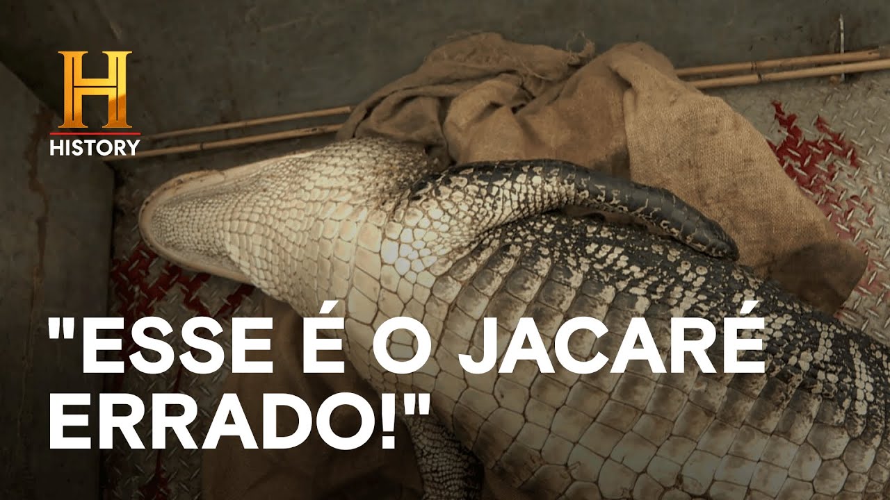 Joey e Zack pegam o jacaré errado? 🥵🐊| MERGULHADOS NO PÂNTANO | HISTORY ...
