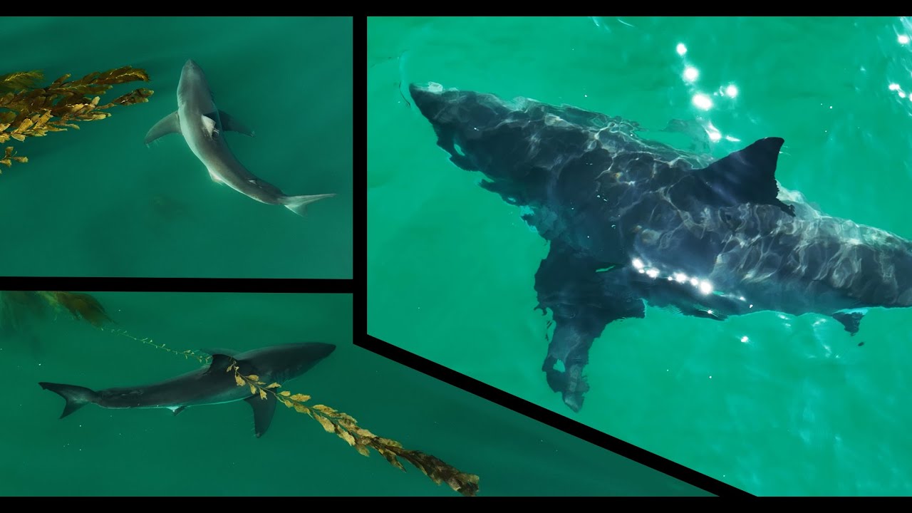 Great White Sharks Giving Birth