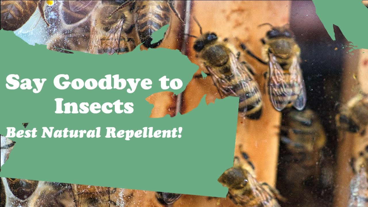 Say Goodbye to Insects! Make This Easy And Cheap Natural Repellent ...