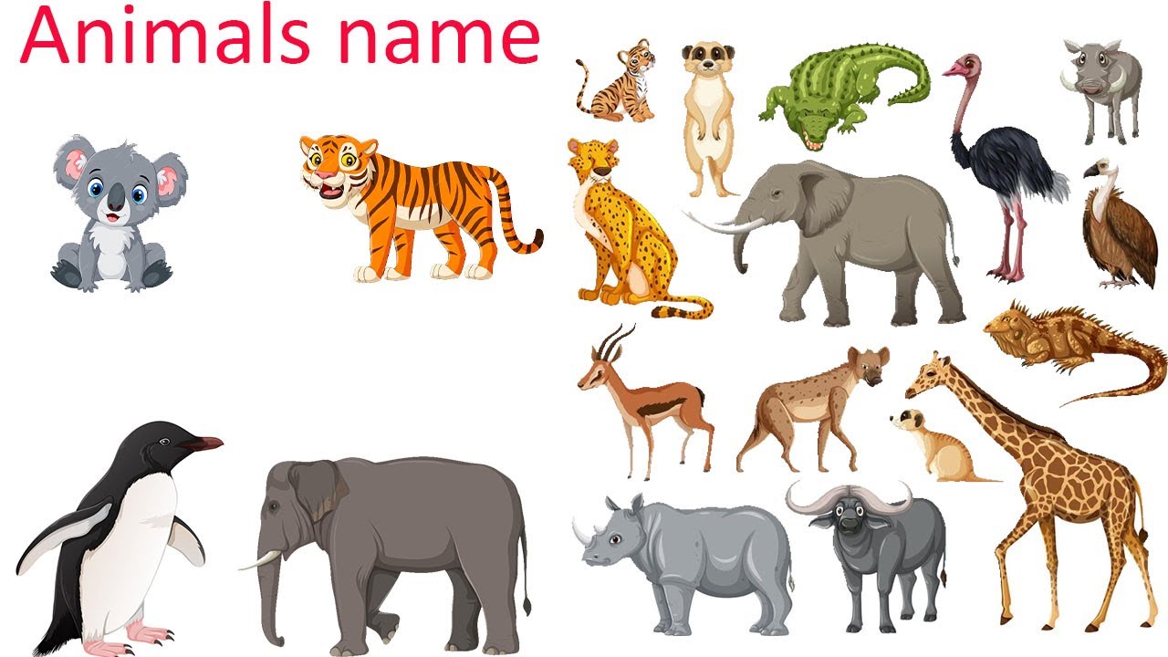 The names of Animals/ animal names/ animal names learning in English ...