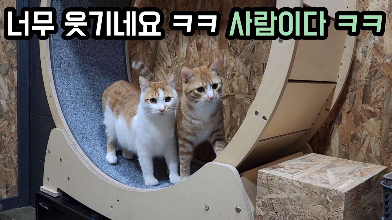 고양이가 절대 아님 ㅋㅋ 완전 사람 웃겨 죽는 줄 ㅋㅋㅋㅋㅋㅋ Youtube