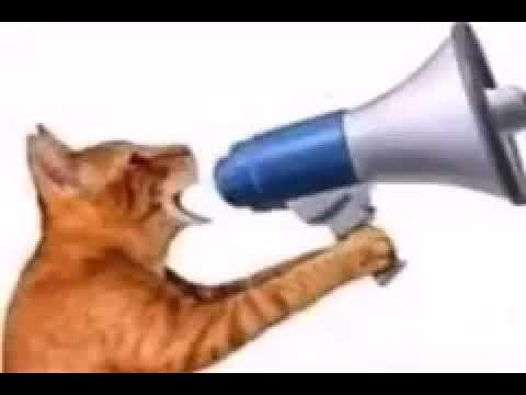 levántense! 🐈📢