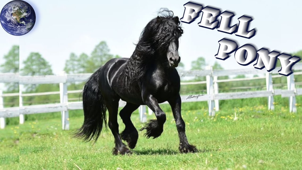 TOP Beautiful Fell Pony in the World! - YouTube